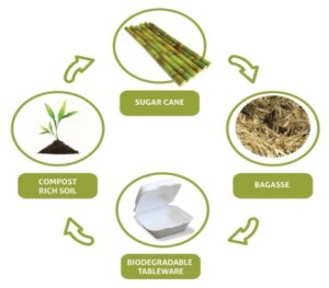 Bagasse Products 101 - GangXuan