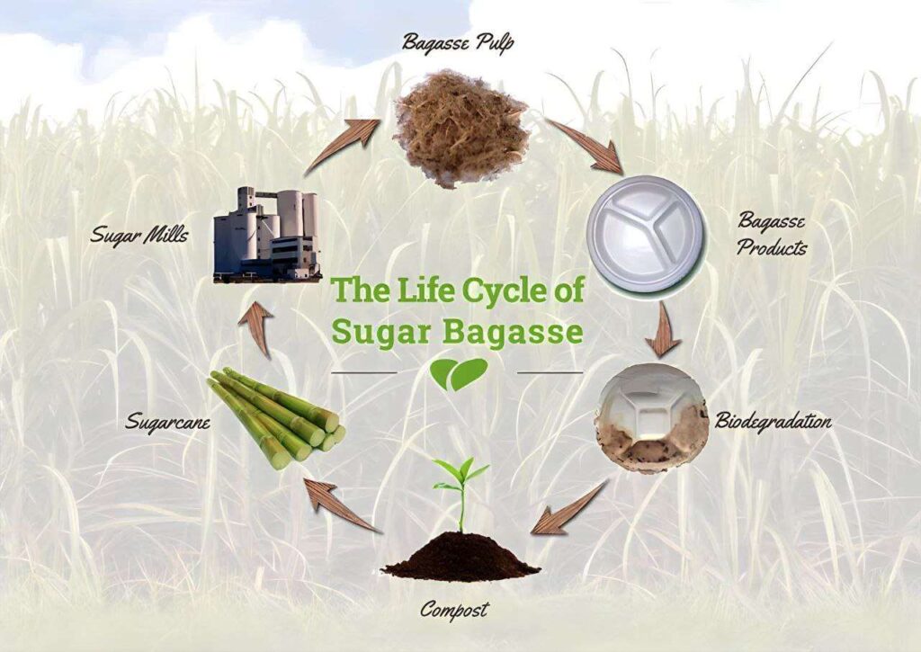 Comparing bagasse and corn starch products: Which one is better